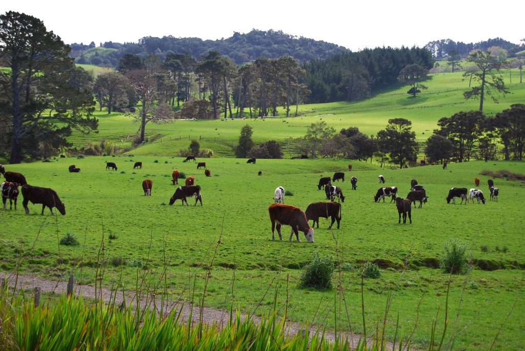 Dairy cows, Waikato, New Zealand | Management Response